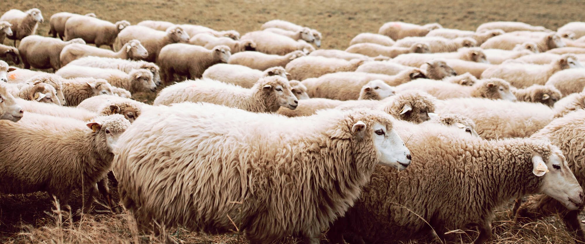 Following the Shepherd - Leading The Way United Kingdom